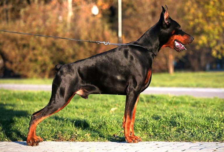 Working Doberman vs show doberman - DobermanBlog