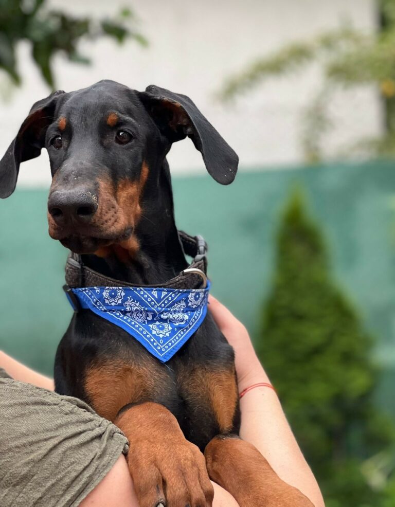 Dobermann valp till salu - Doberman Blog