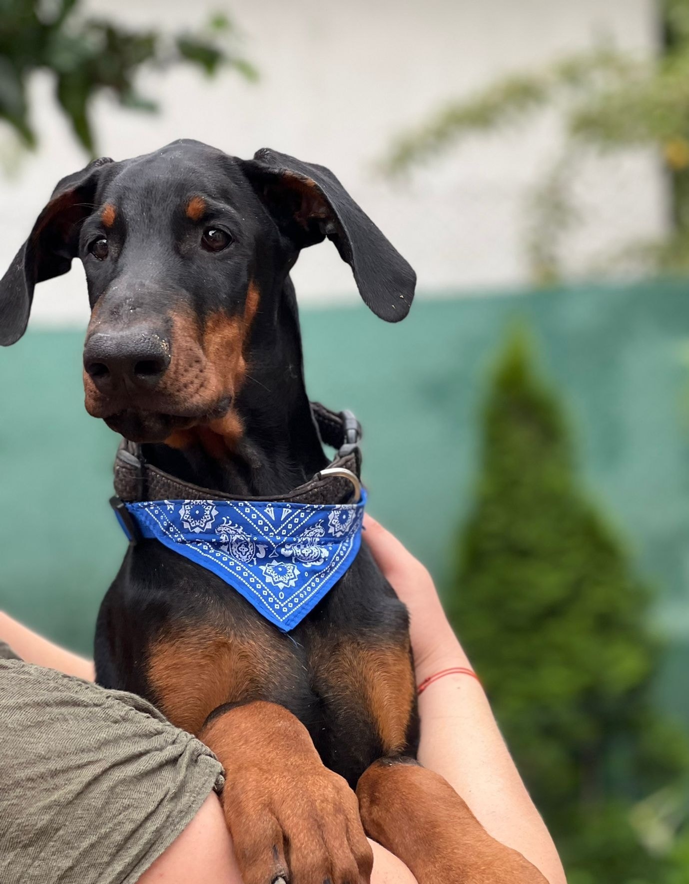 Dobermann puppy for sale - Doberman Blog
